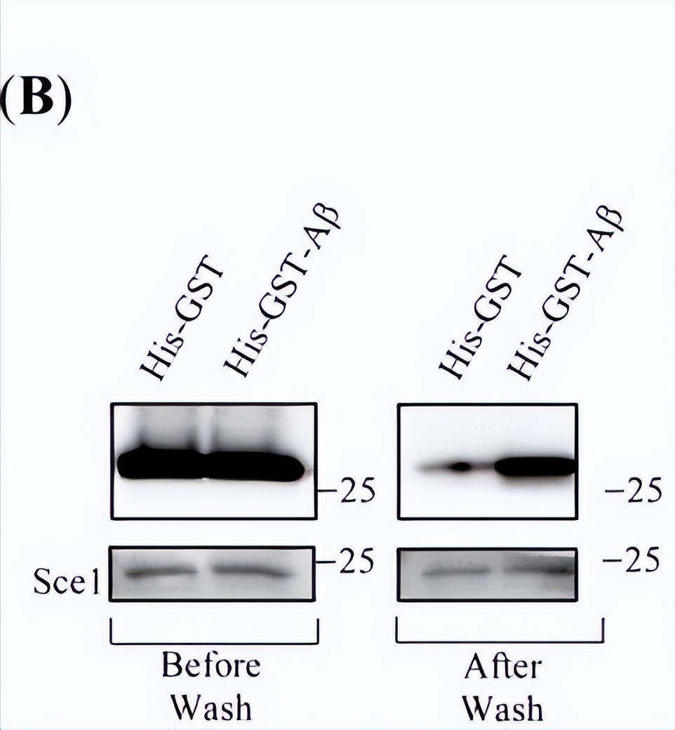 Mitochondrial accumulation of amyloid β (Aβ) peptide requires TOMM22 as ...