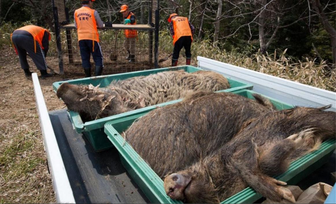 There are groups of wild boars irradiated in Fukushima, Japan, but they ...