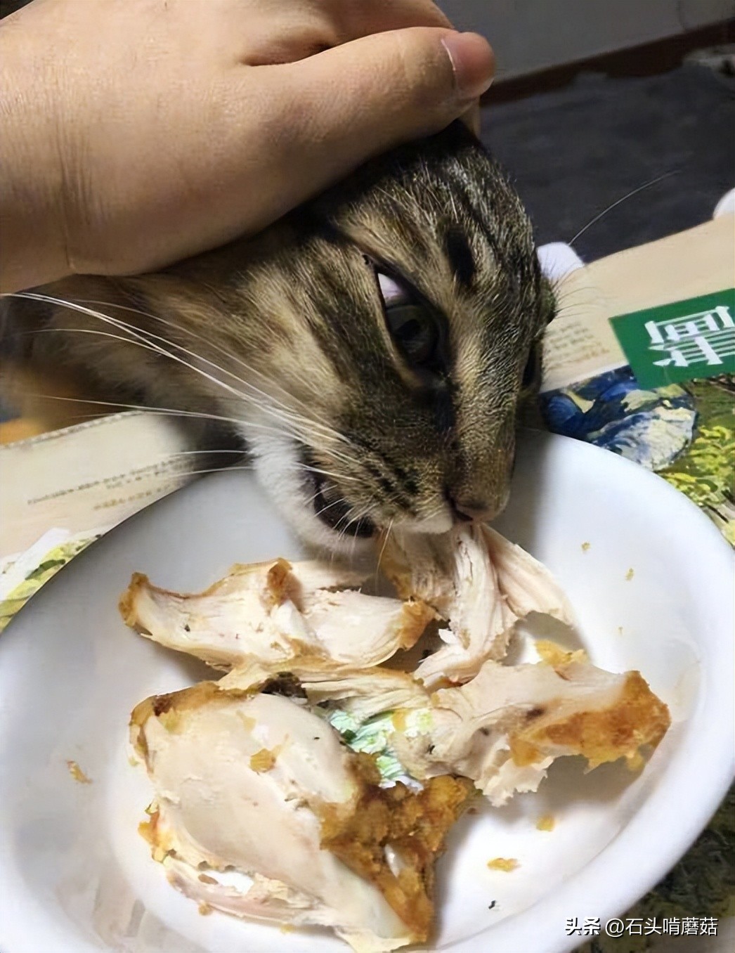 The cat has these 4 manifestations, indicating that it has been spoiled ...