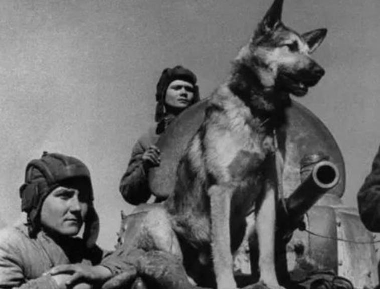 Military dog Werner: Witnessing the murder of the owner, and ...