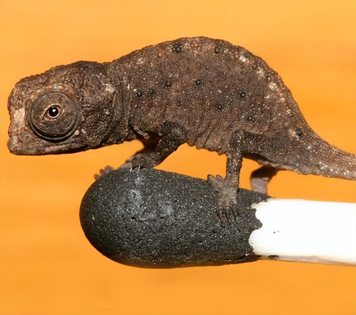 Top 10 Most Famous Lizards In The World - iNEWS