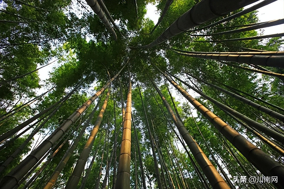 The autumn tiger is in full swing!Come to Hejiang to escape the summer ...