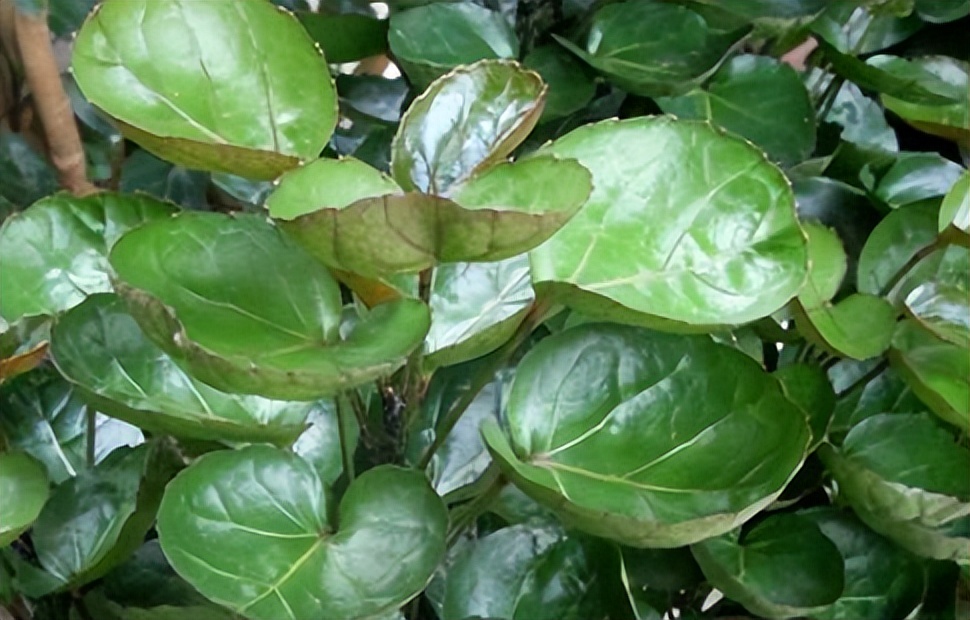 To keep a good money pocket, master these 5 points, lush green means ...