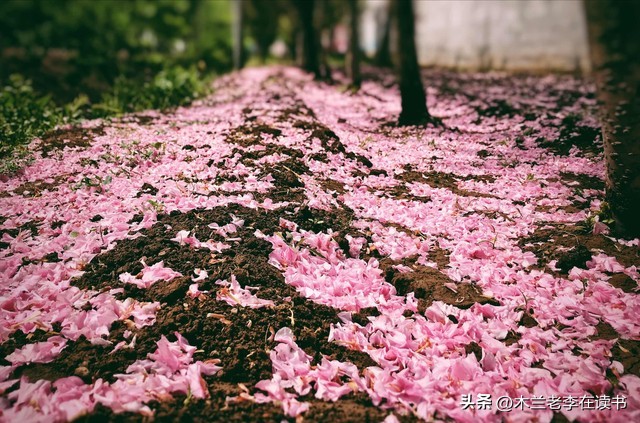 Things have success or failure, people have ups and downs, flowers can ...