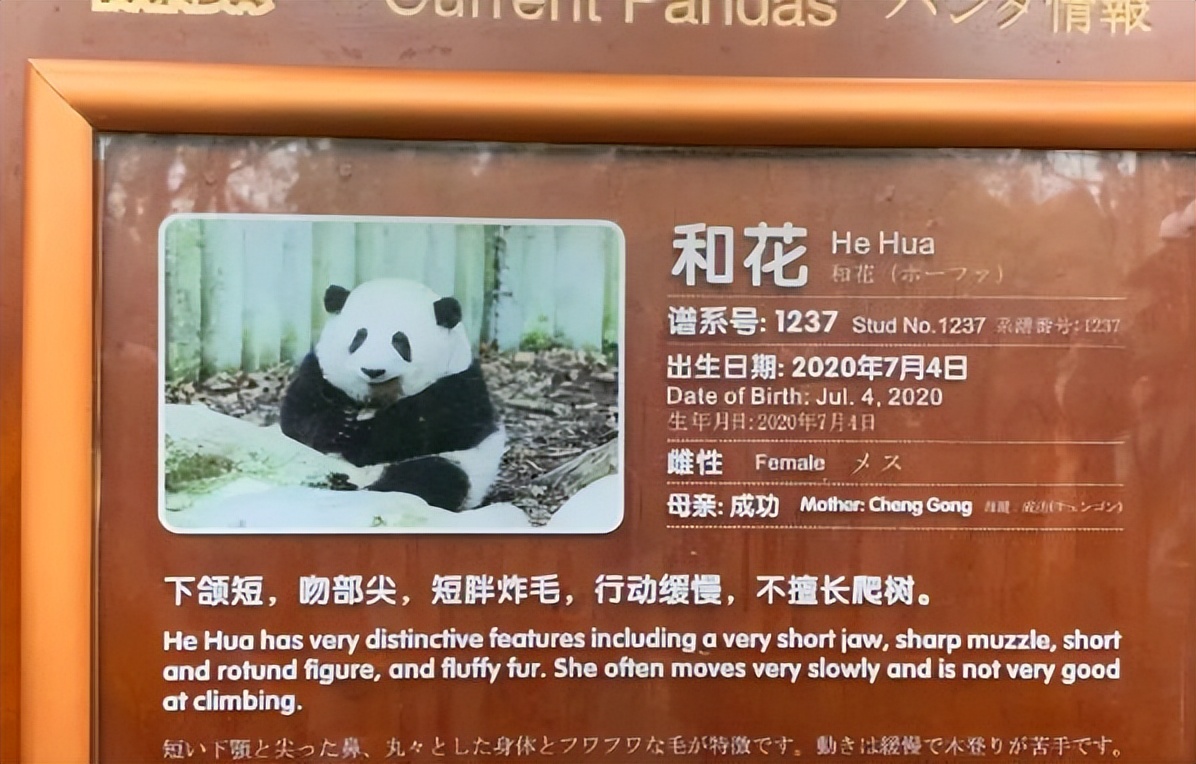 Hehua has millions of fans, Yaya, a giant panda in the United States ...