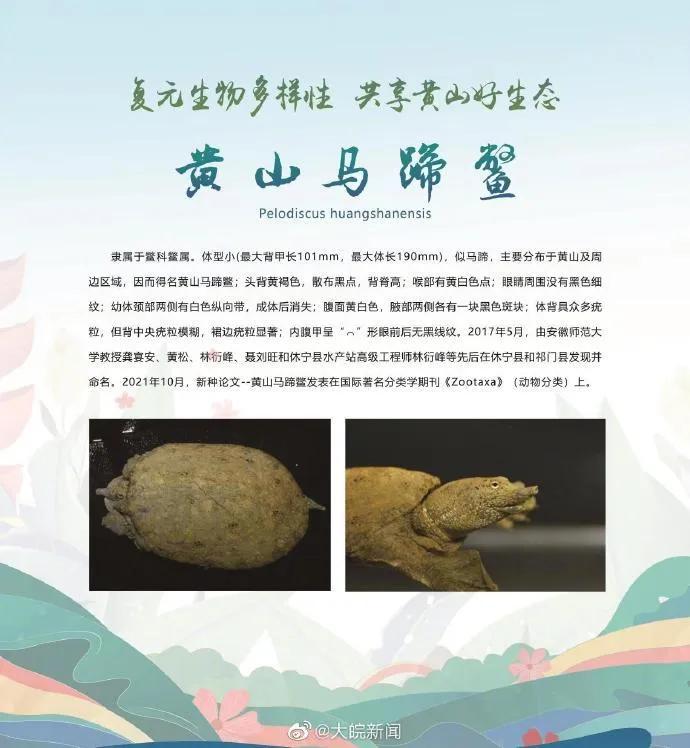 13 new species discovered in Anwei Huangshan - iNEWS