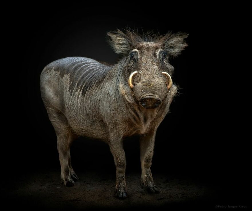 60 portraits of animals that have not been seen for a long time, half ...