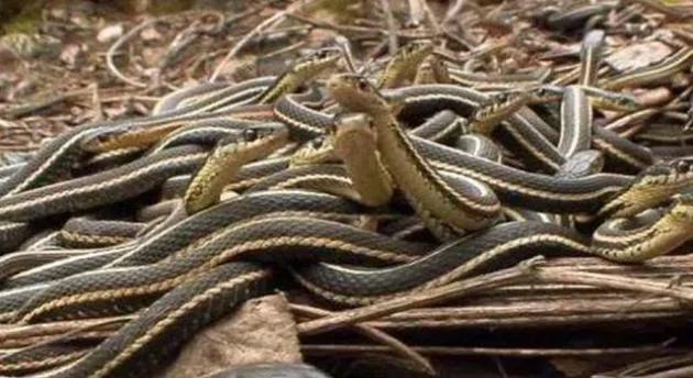 Childhood shadow memories, 1982 thriller movie "Human Snake Wars" - iMedia