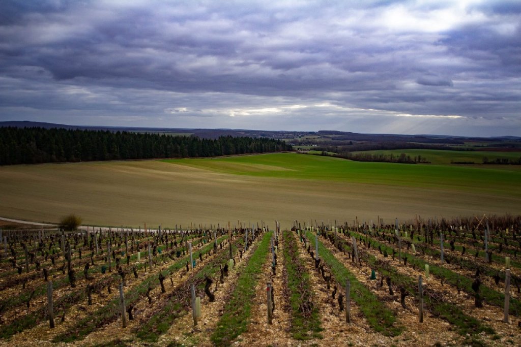 Why does the "French Estate" Burgundy Côte de la Nut attach so much ...