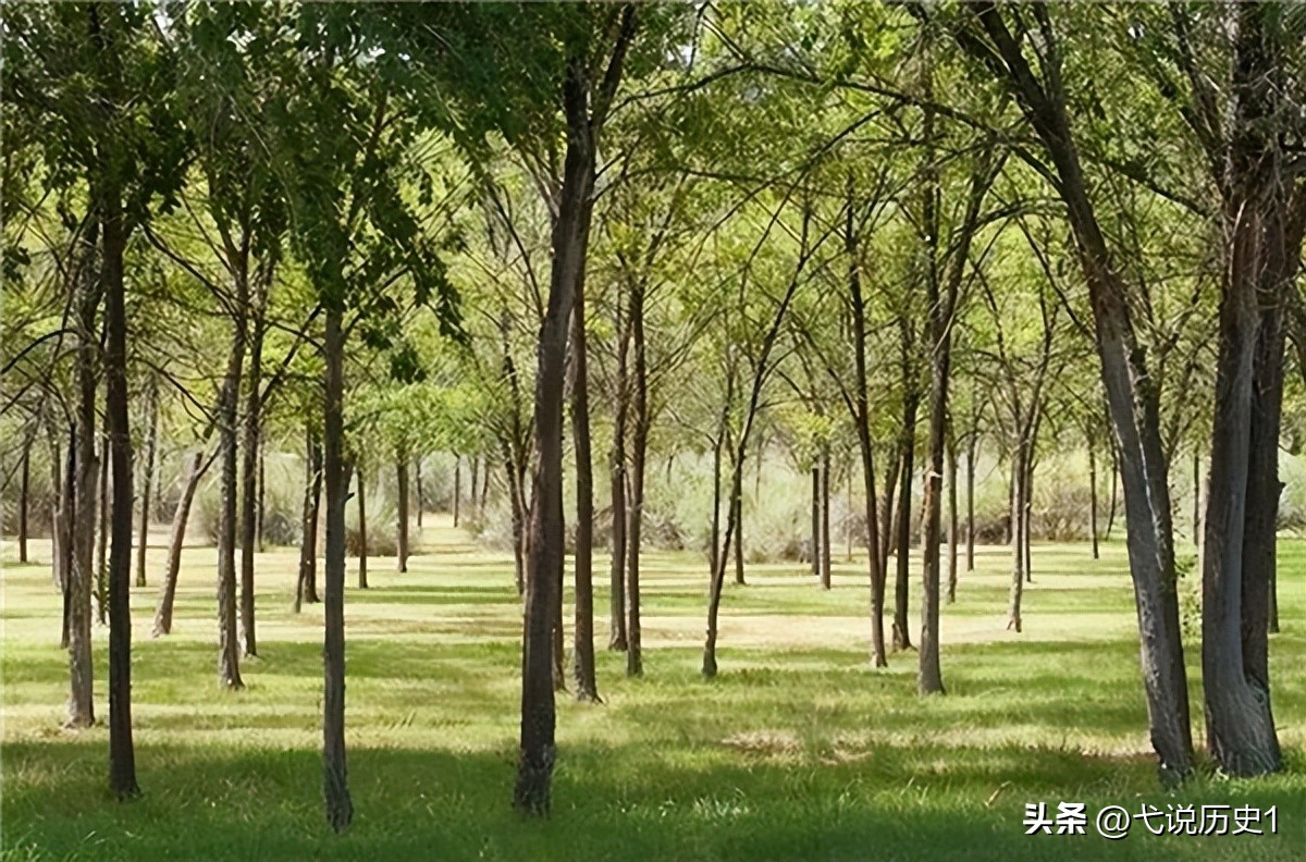 In the Qin and Han Dynasties, elm trees were often planted at the ...
