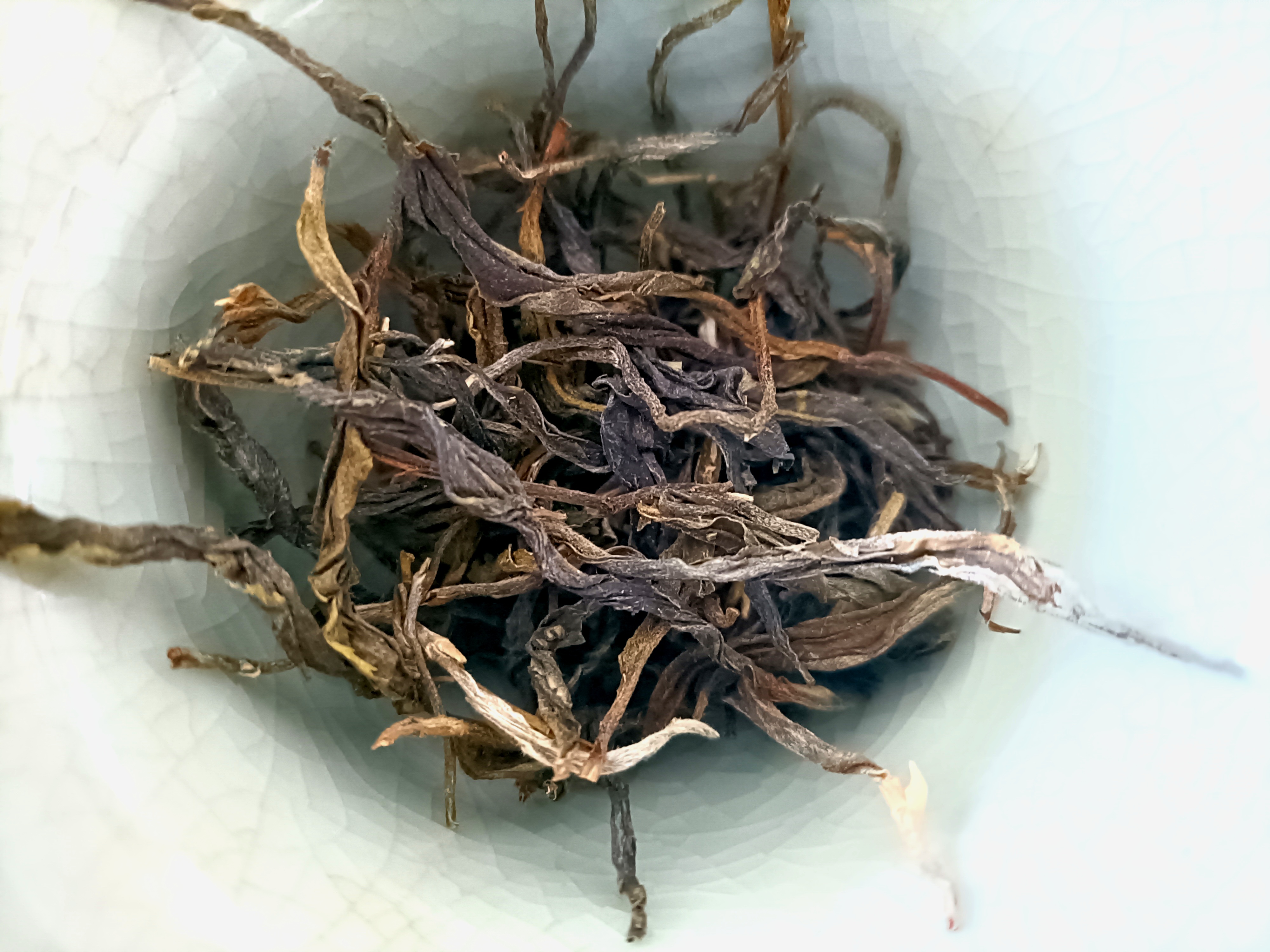 Tasting Segui Ancient Tree Tea - iNEWS