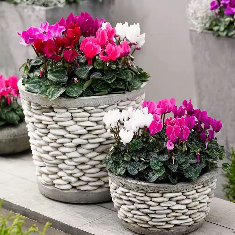 The cyclamen that blooms in winter, do a few things right, and it will ...