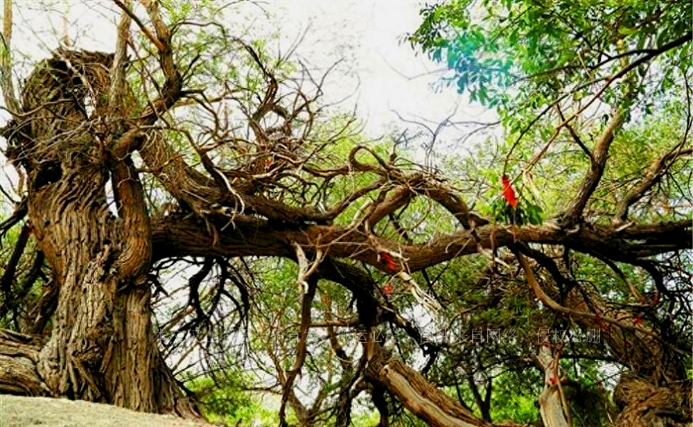 An ancient willow tree with a diameter of 3 meters was discovered in ...
