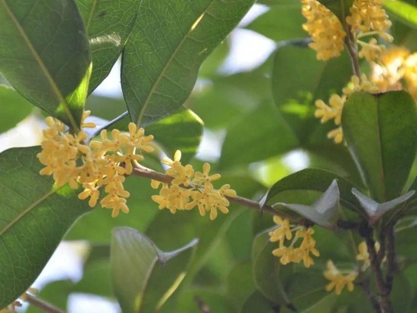 Chinese Osmanthus • Silver Osmanthus - iMedia