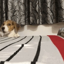6 kinds of "beautiful" but "unpopular" dogs, the average person has ...