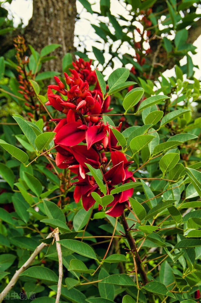 Admire the coral trees - iNEWS