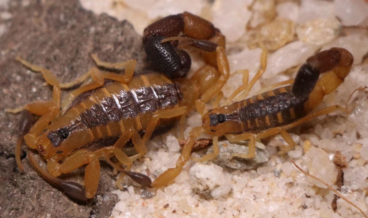 Growth, development and reproductive characteristics of scorpions under ...