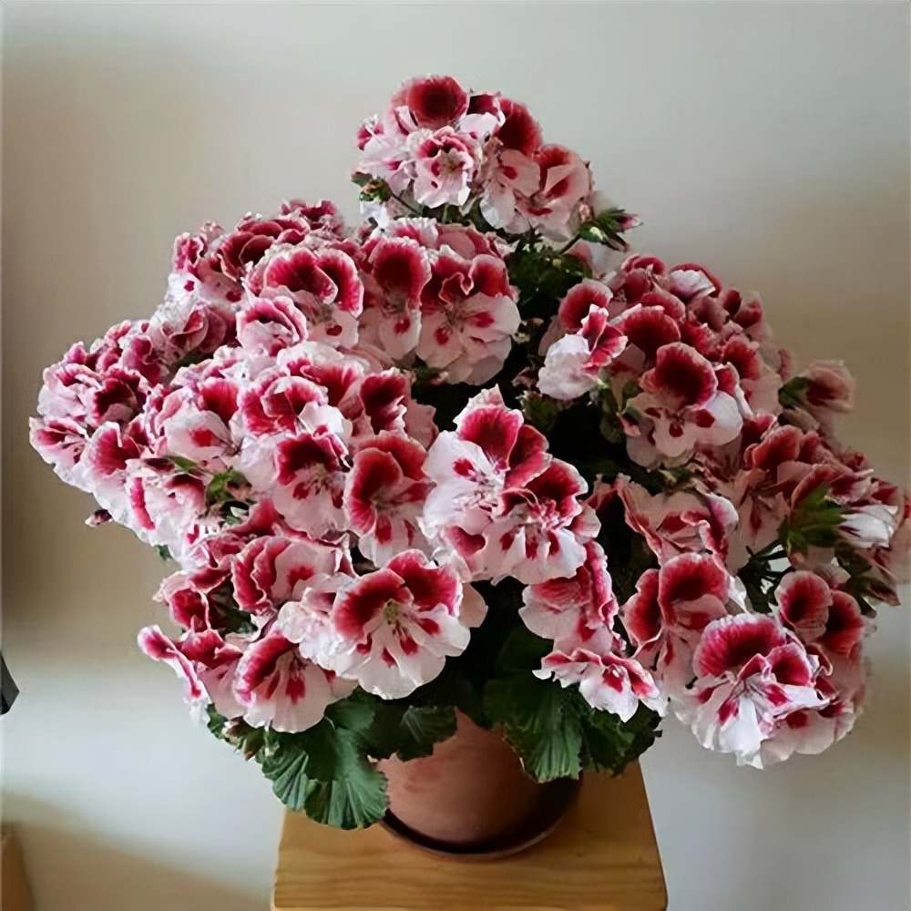 6 types of geraniums, each with its own characteristics, suitable for ...