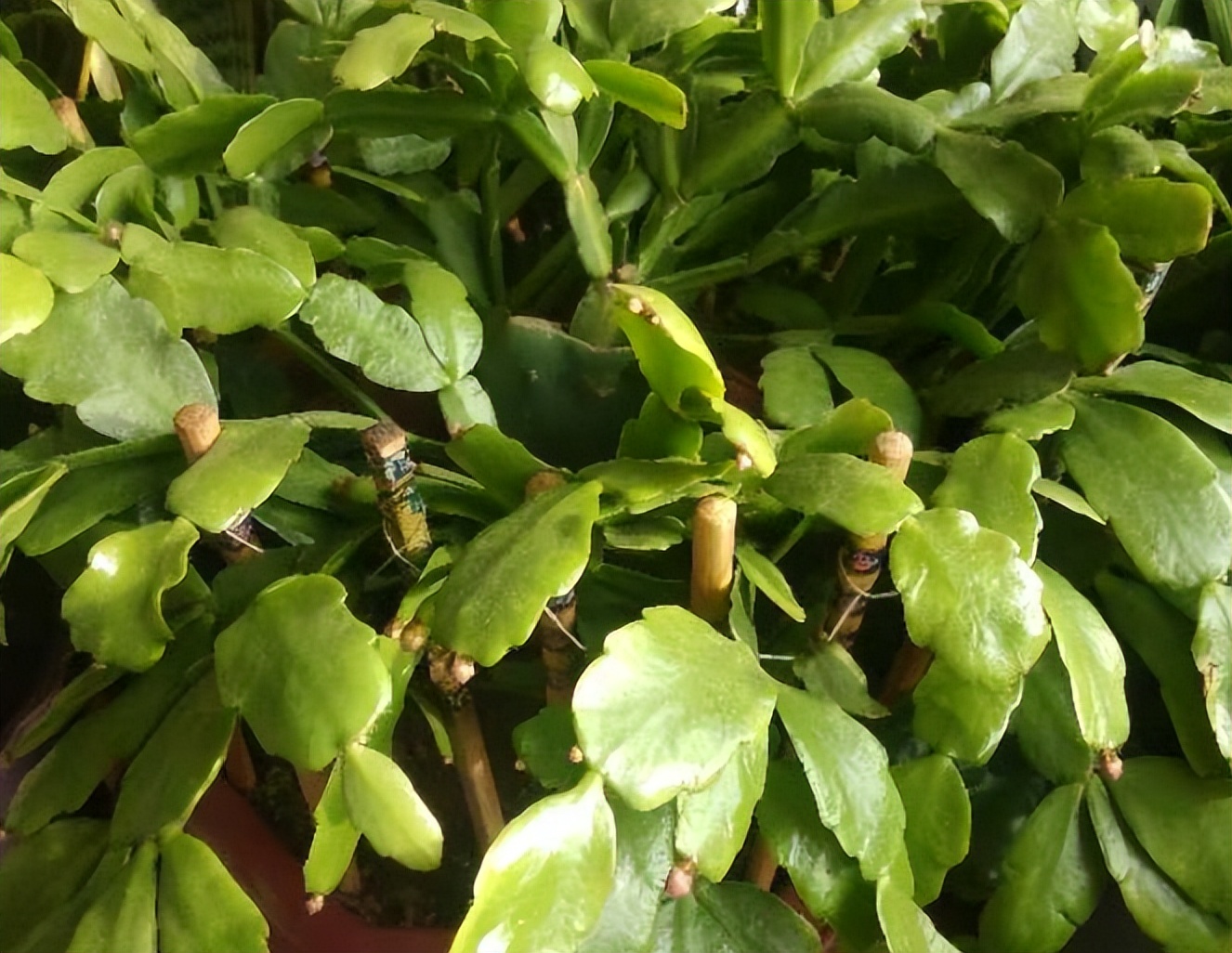 If you want to grow flowers, remember these 4 points, which is ...