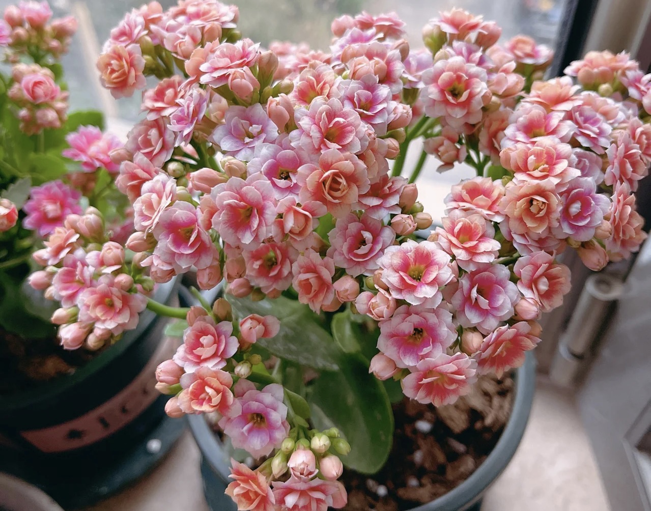 It is a pity that the very popular longevity flower "no one cares about ...