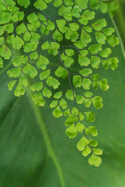 Phoenix fern - iNEWS