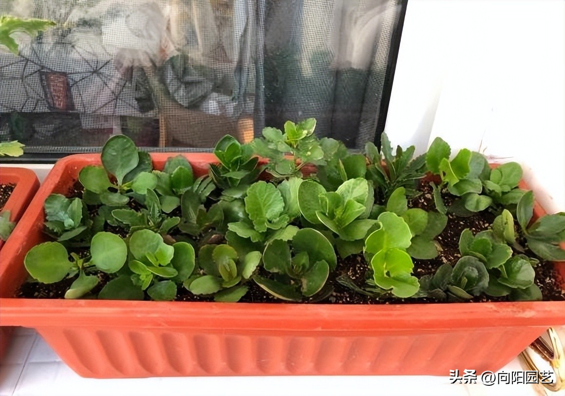 Longevity flower can be cut with leaves, follow 3 steps, and seedlings ...