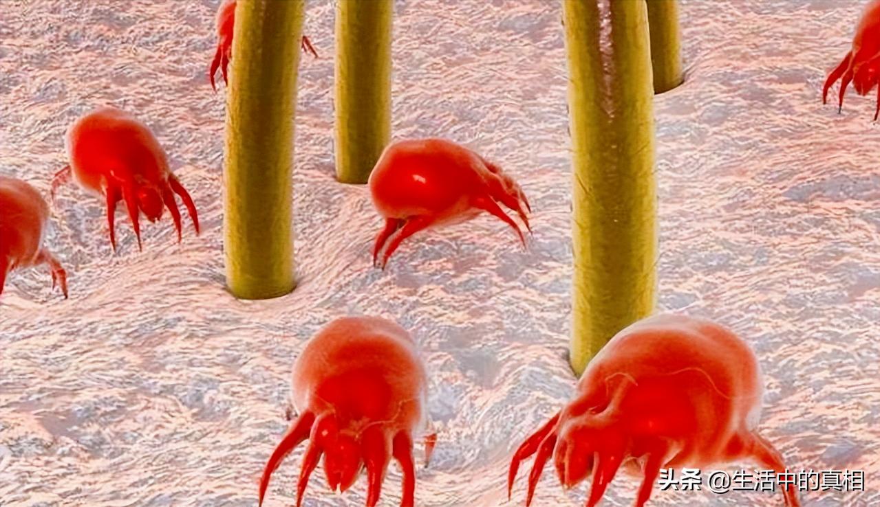 Are the mites that can be seen everywhere in life really that scary ...