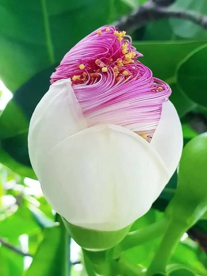 Tibetan auspicious flowers - iNEWS