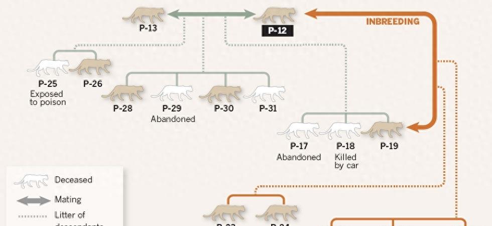 Animals mate without recognizing their relatives. What should a stray ...