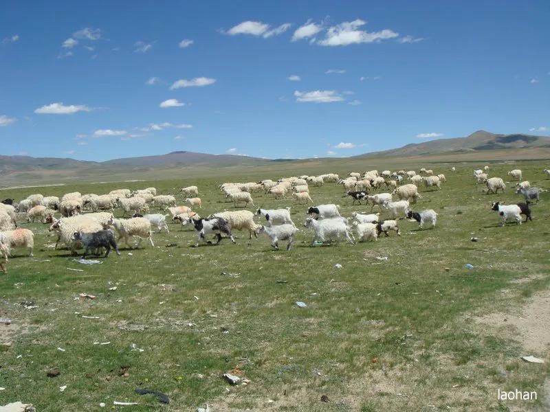 Follow Lao Han all over China and enter Tibet - iNEWS