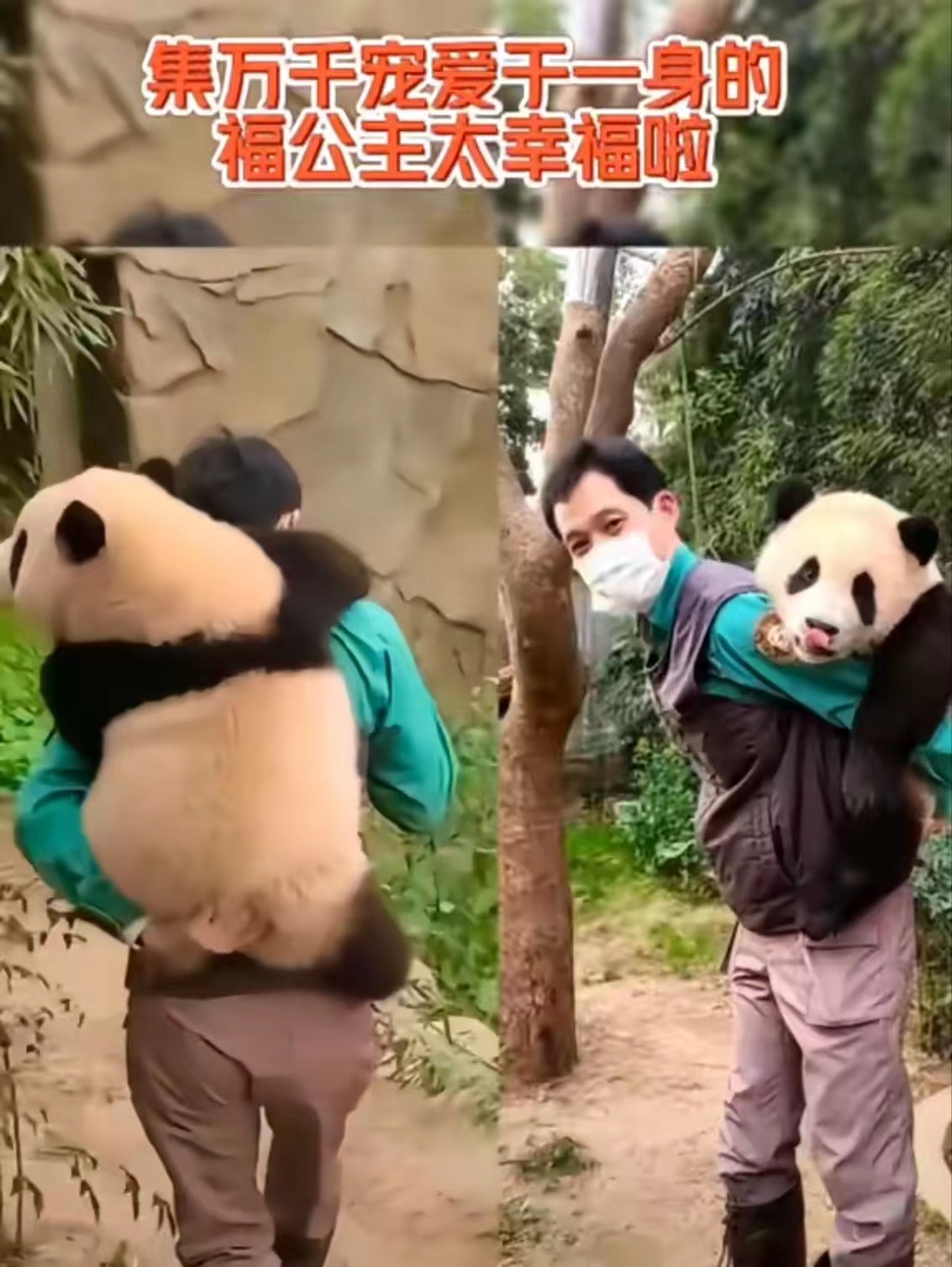 The giant panda "Fubao" in South Korea successfully renewed its ...