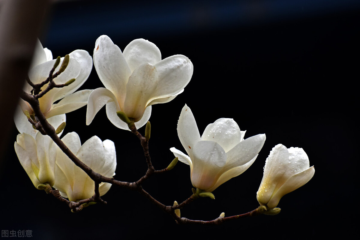 Poem - "Magnolia Blossoms" - iNEWS