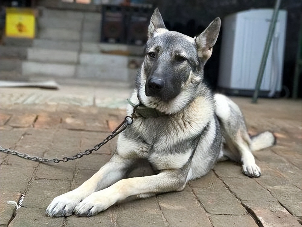 These 5 kinds of "domestic dogs" are easy to raise, cheap and good ...