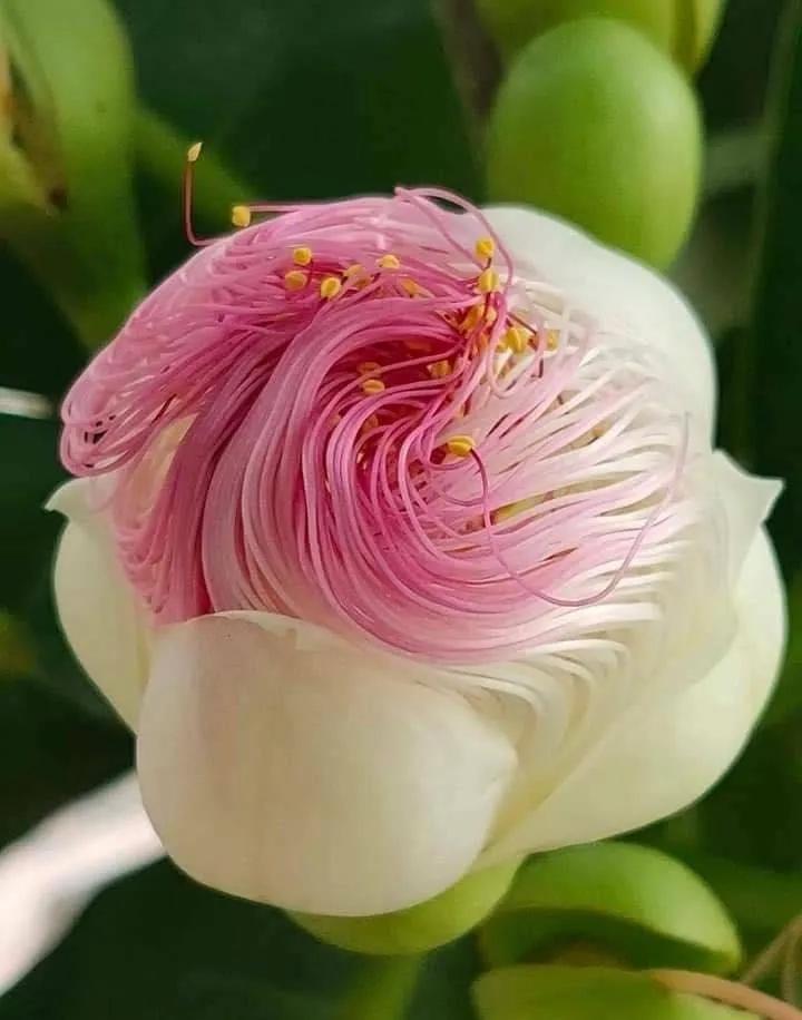 Tibetan auspicious flowers - iNEWS