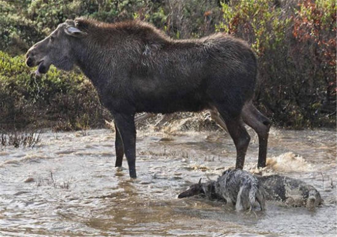 The female moose was besieged by wolves many times, chased by brown ...