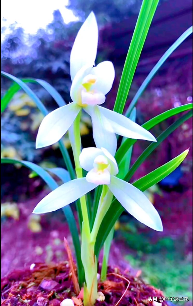 It is the "Queen of Su Lan", pure and flawless, without heavy makeup ...