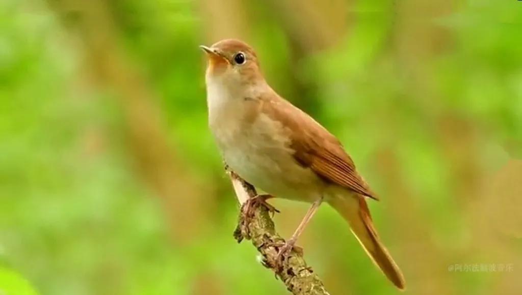 12 ancient poems, appreciation of modern poems, the misty mist of the ...