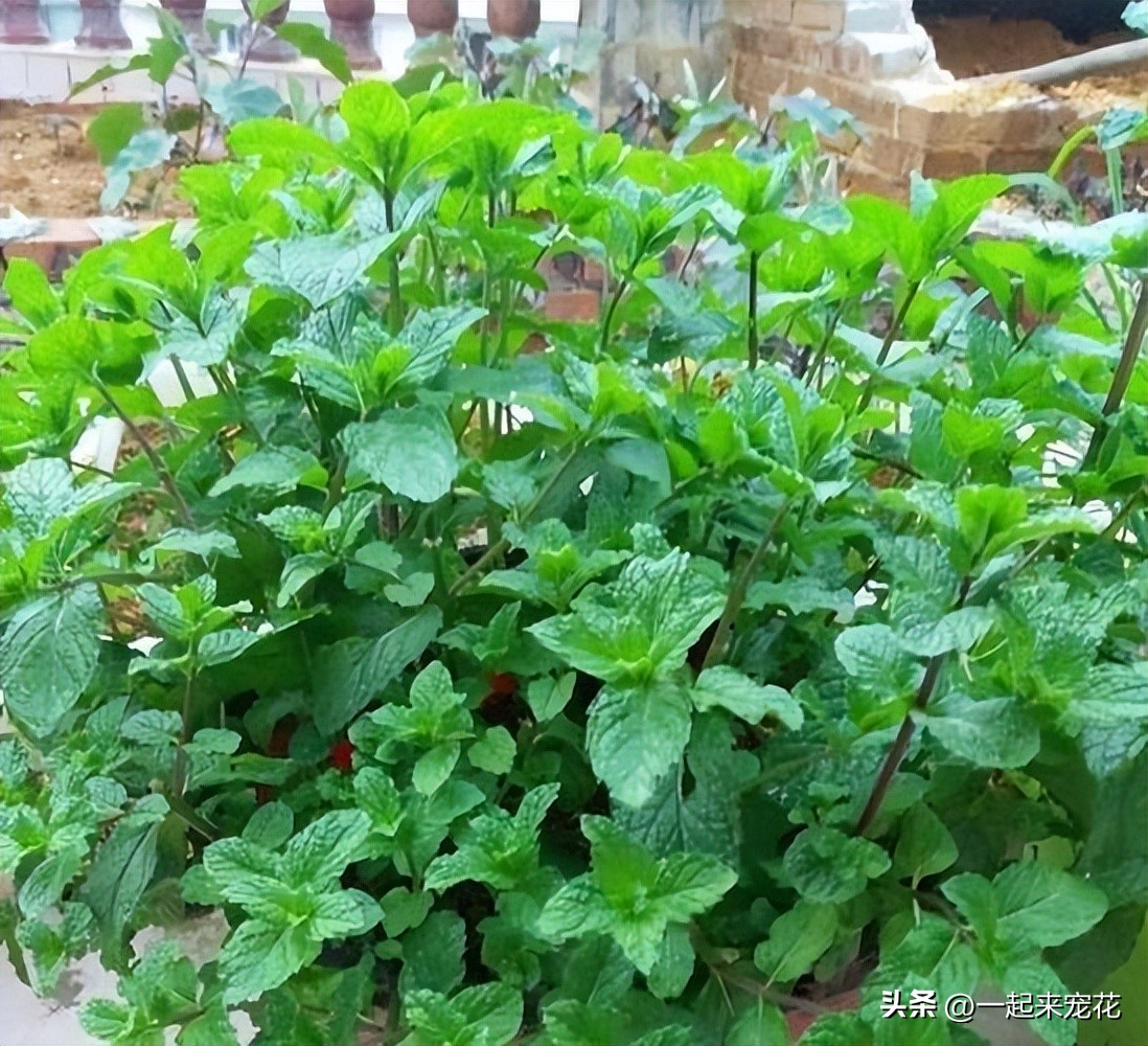 Keep a few pots of mint at home, fresh and good-looking, growing ...
