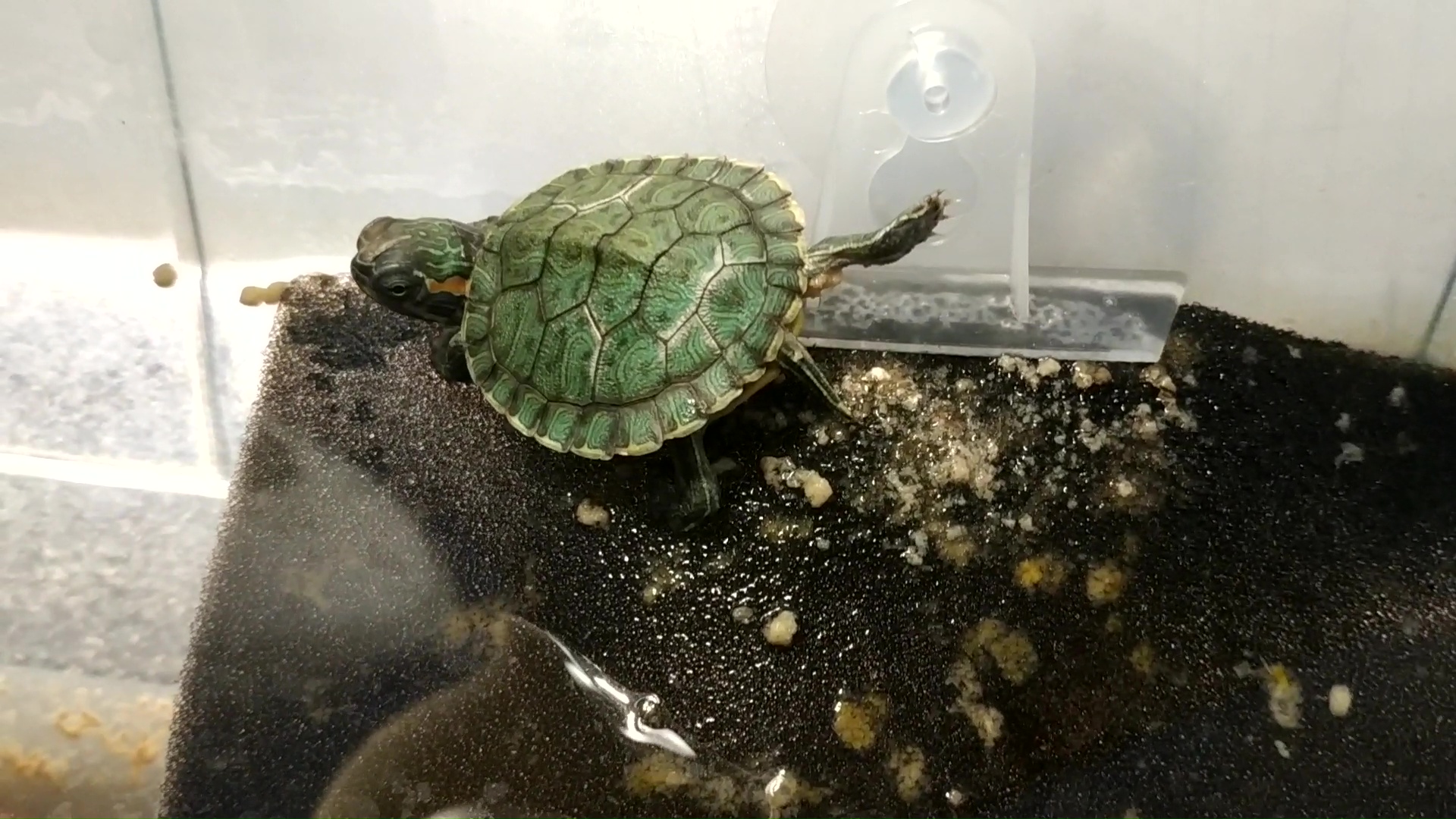 Why do turtles always like to straighten their hind legs? - iNEWS