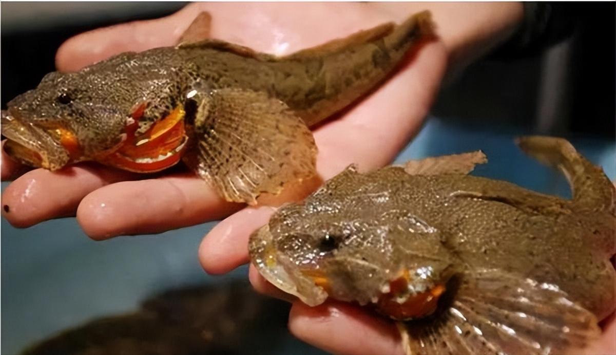 The "No. 1 fish in the south of the Yangtze River", which has been ...