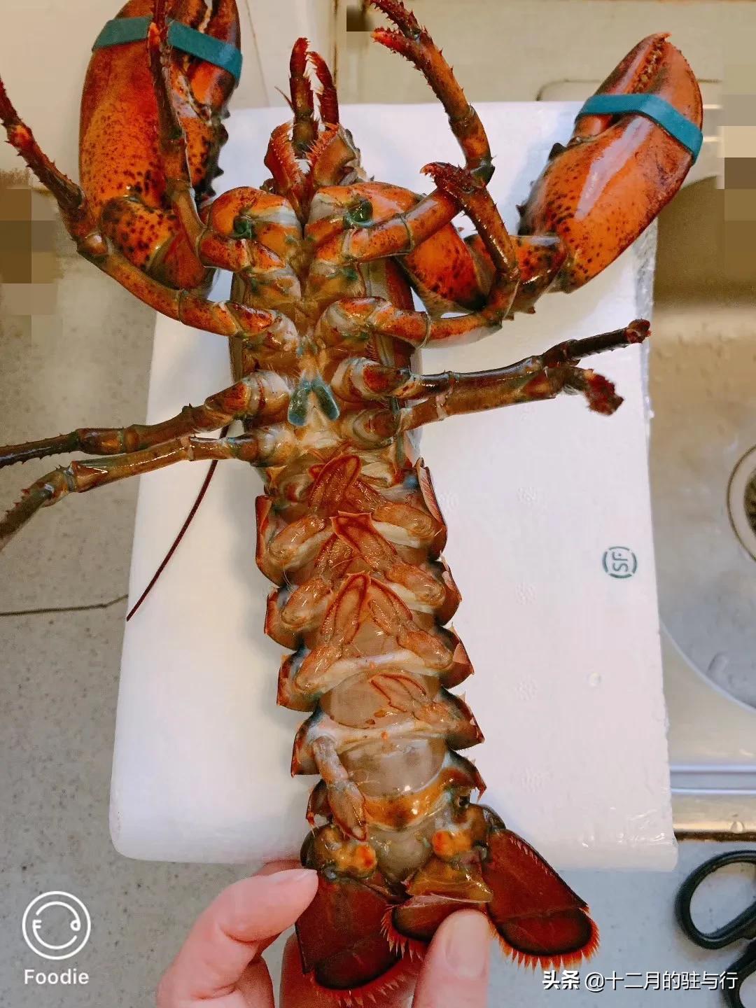 Boston Lobster for Two - iNEWS