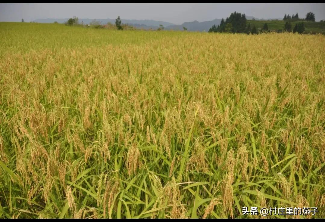 The Mid-Autumn Festival misses a hometown delicacy "Boiled Jiao Mo" - iNEWS