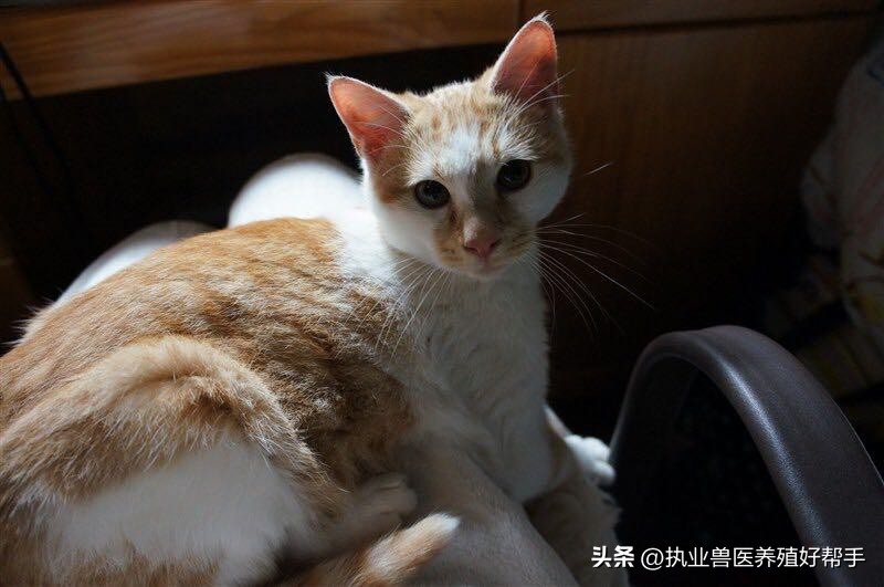 How do cats get rid of insects? Which insects should be repelled? - iNEWS