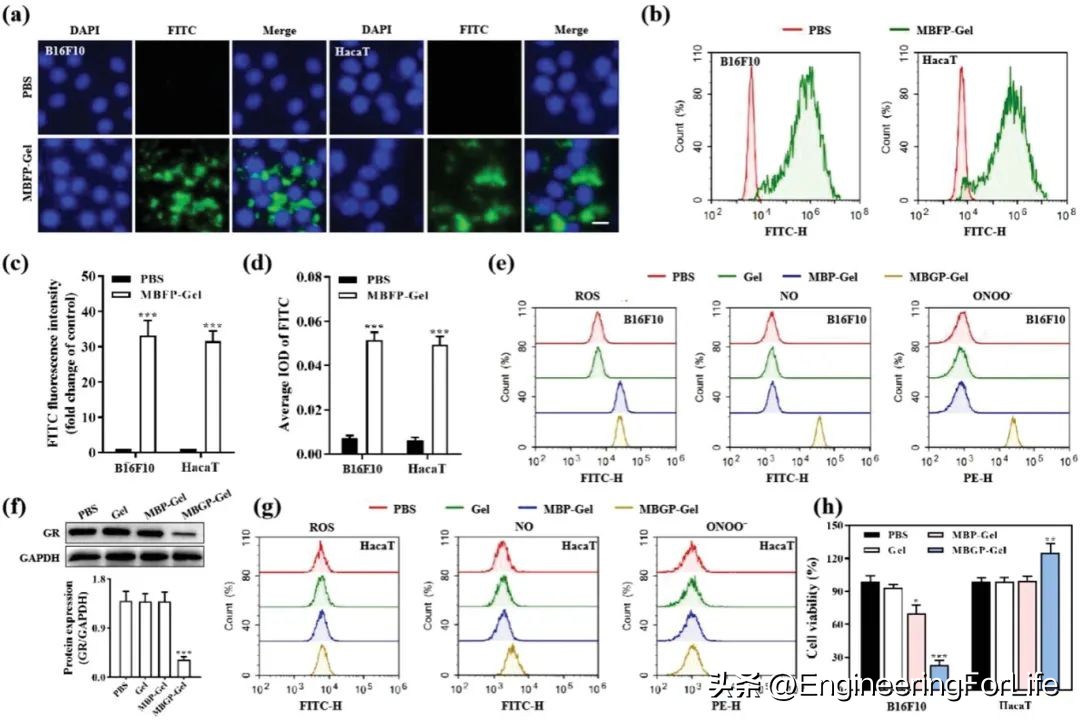 "AFM": Smart nanocomposite hydrogel for malignant melanoma! - iNEWS