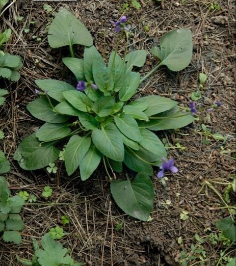 The difference between viola and early blooming viola - iMedia