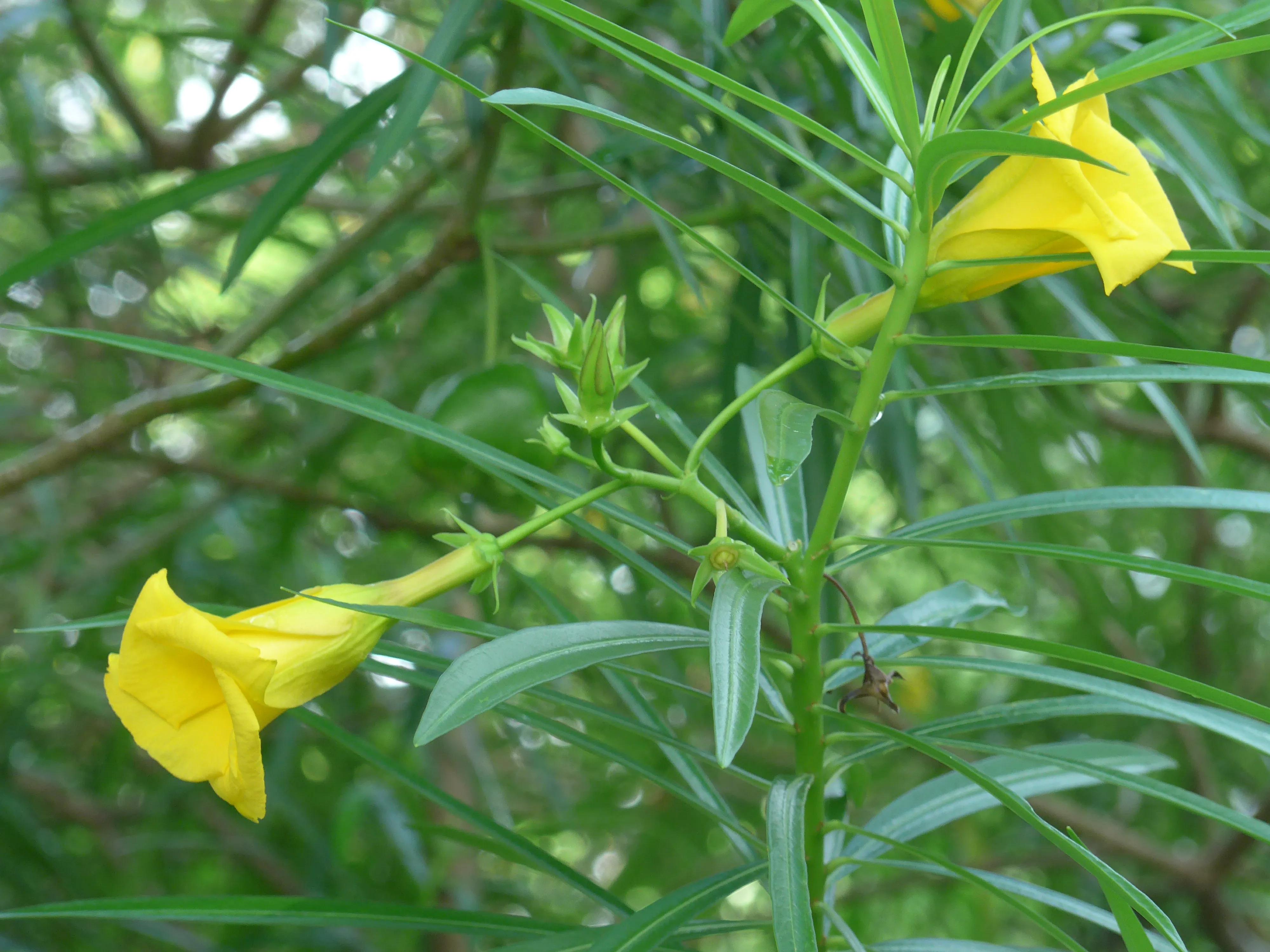 Yellow flower oleander after rain - iNEWS