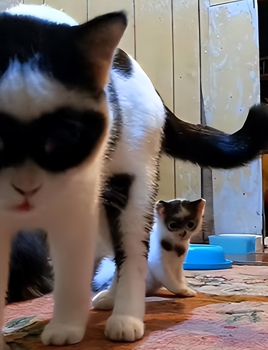 The "Zorro" cat was exposed on the Internet after being questioned ...