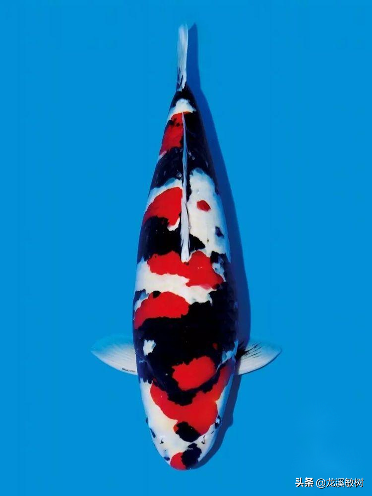 Koi is already a symbol of wealth and good luck in people's hearts, and ...