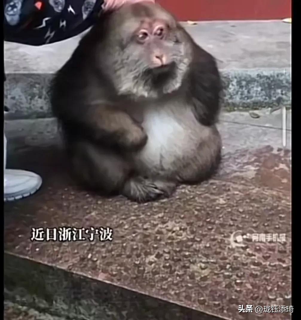 The one-armed monkey has become a mascot due to misfortune - iNEWS