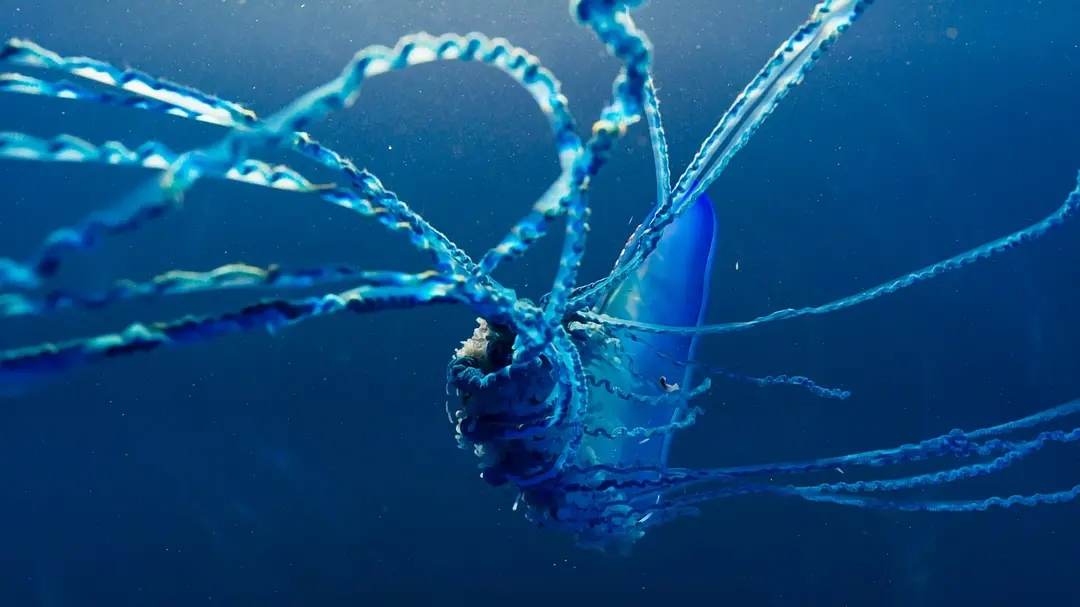 Exploring Our Blue Planet: An Amazing Journey in Blue Planet II - iMedia